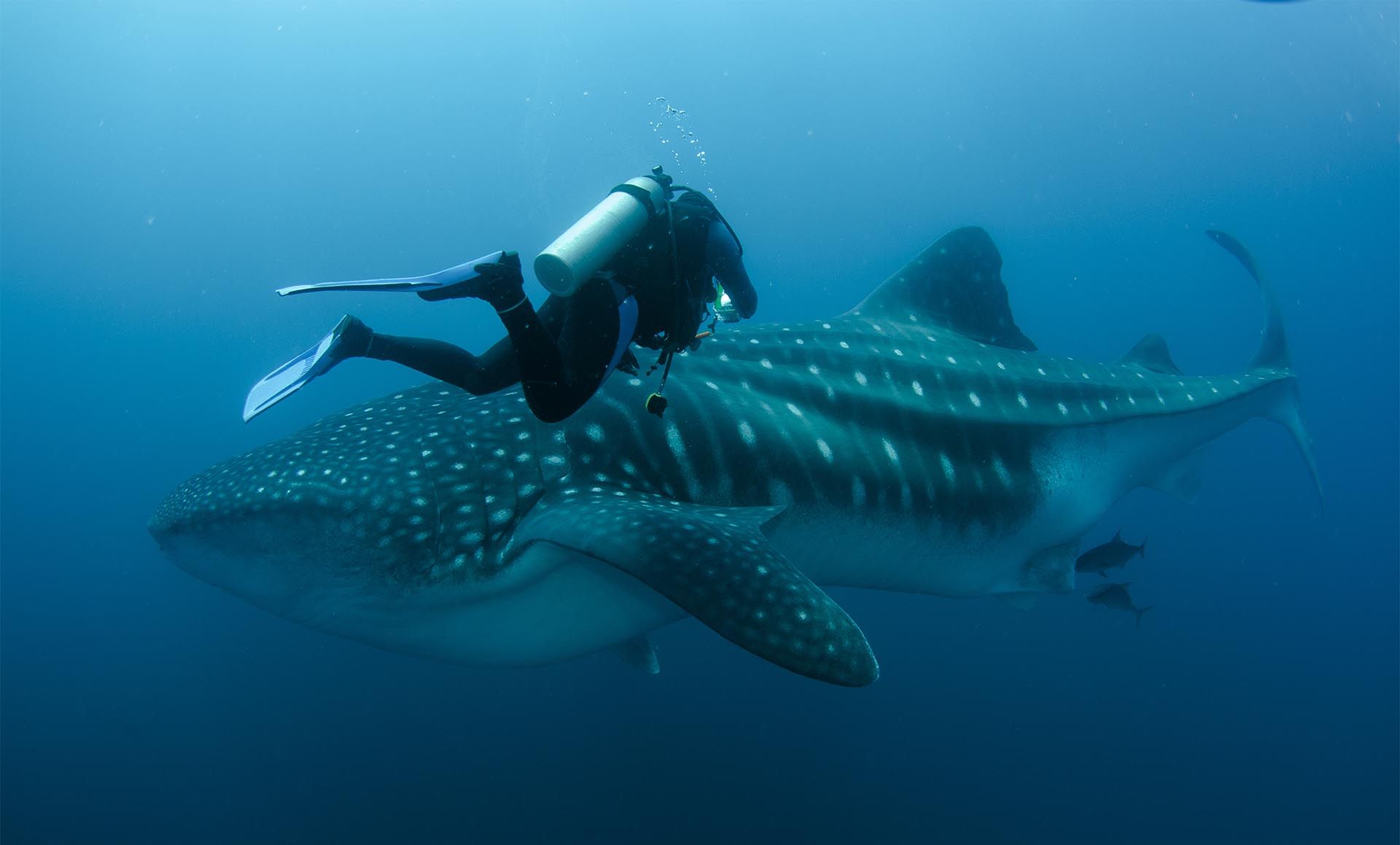 Luxury Travel Videos | Blue Parallel